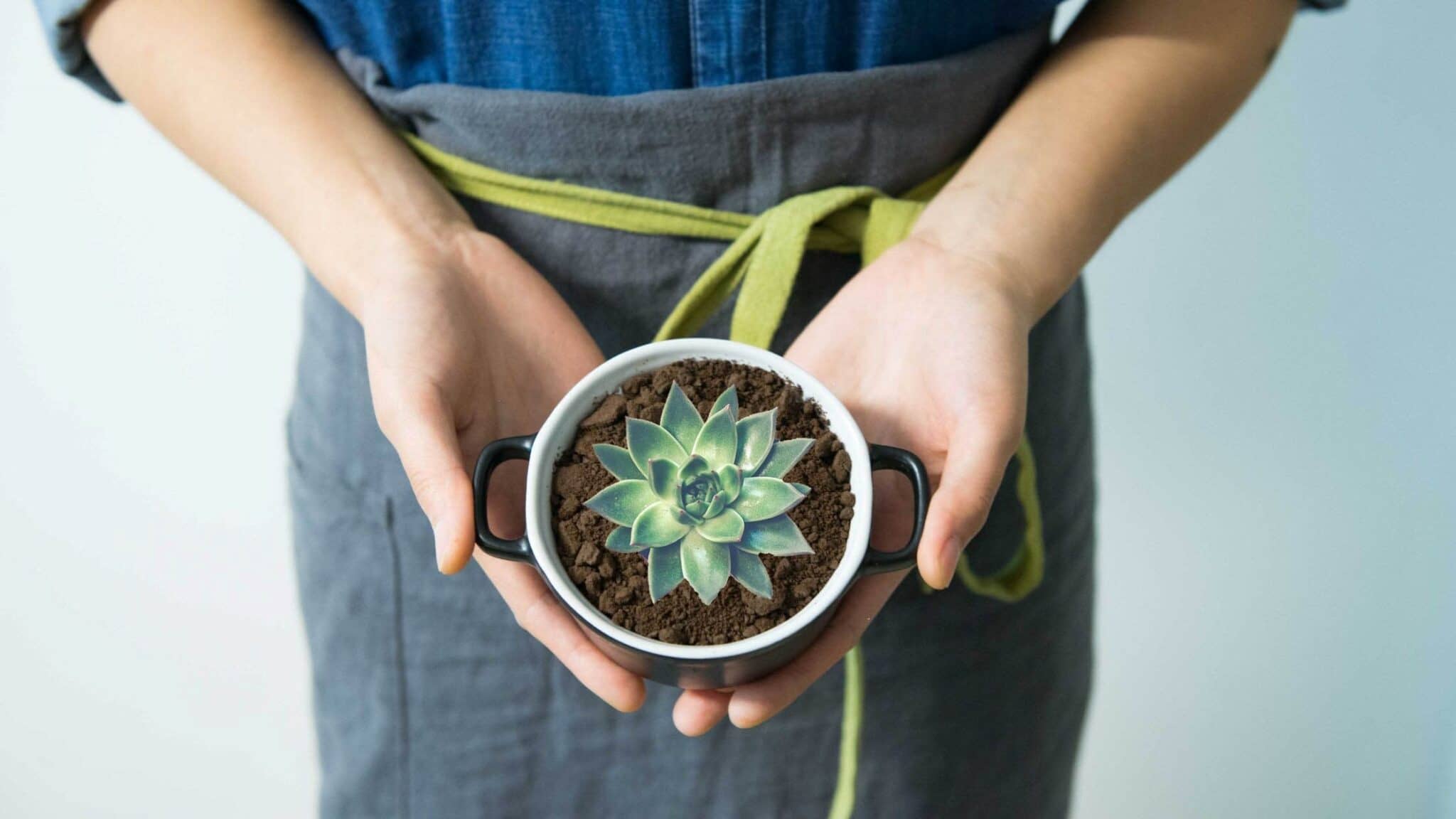 How To Use Coffee Grounds For Succulents? Everything To Know ...