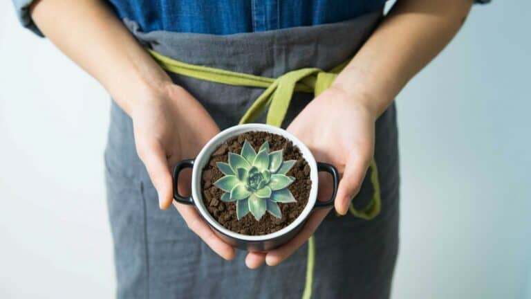 How To Use Coffee Grounds For Succulents? Everything To Know ...