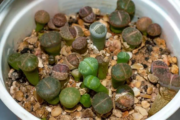 15 Adorable Succulents That Stay Small - Tiny Succulents | Succulent Thrive