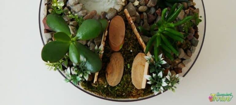 How To Plant Succulents In Shallow Dishes Or Bowl | 10 Things To Know ...