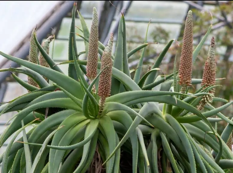 Aloe Vera Seed Propagation | 6 Step Super Easy Guide | Succulent Thrive