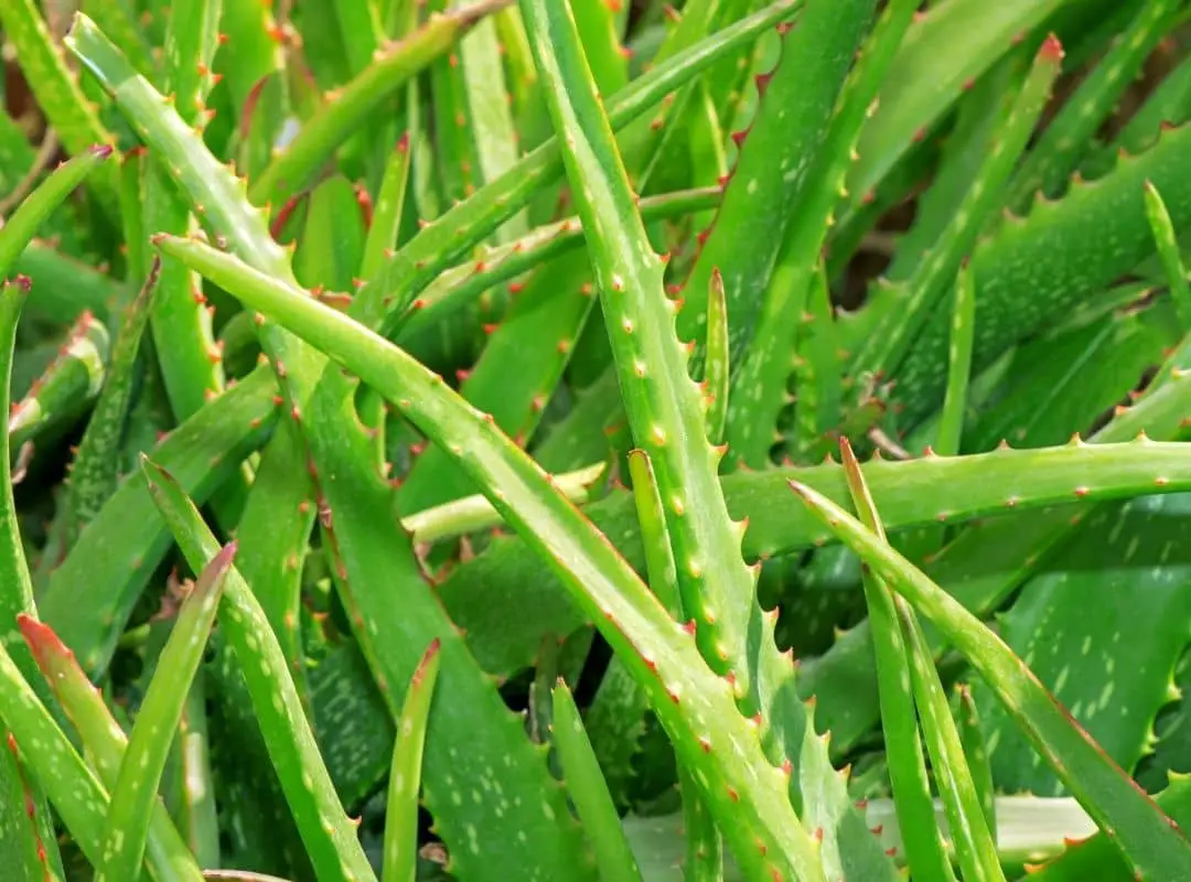 Aloe Vera Seed Propagation | 6 Step Super Easy Guide | Succulent Thrive