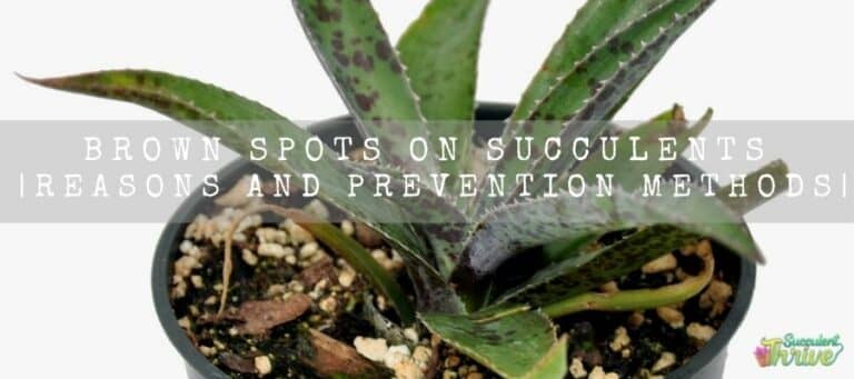 Brown Spots On Succulents | Reasons And Prevention Methods | Succulent ...