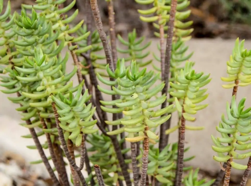 Miniature Pine Tree Care And Propagation Guide | Succulent Thrive