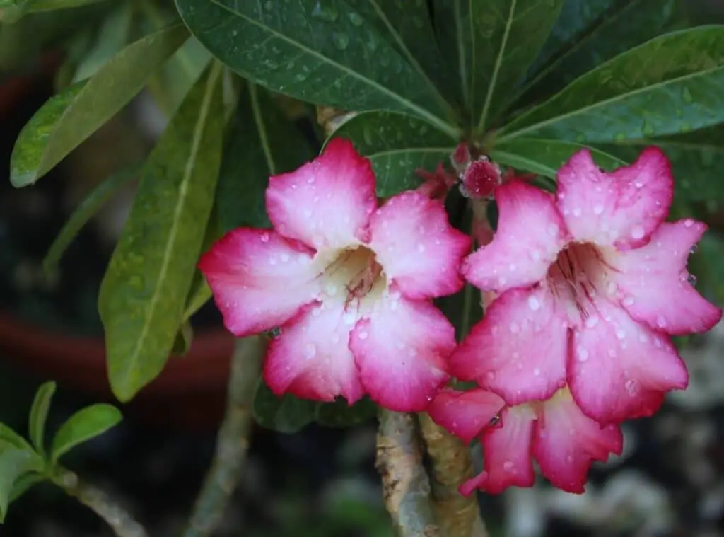Desert Rose (Adenium Arabicum) Care | Full Guide | Succulent Thrive