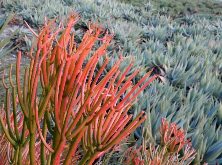 Fire Sticks Plant (Euphorbia Tirucalli ) Care | Full Guide | Succulent ...