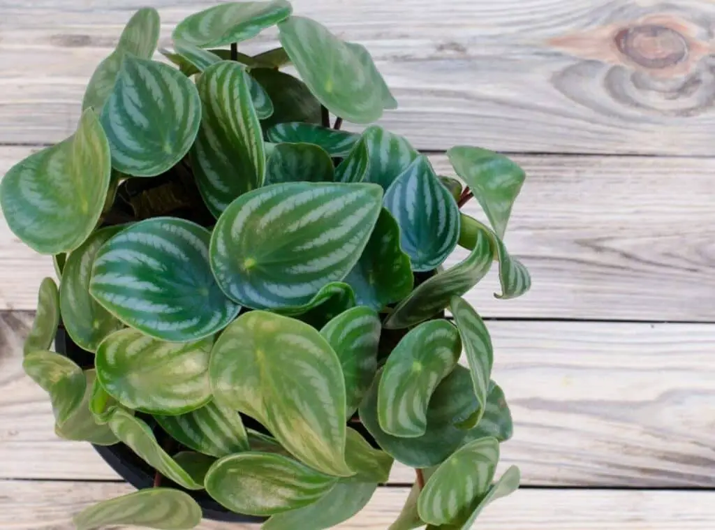 Is Peperomia A Succulent? | Correct Answer Is Here | Succulent Thrive