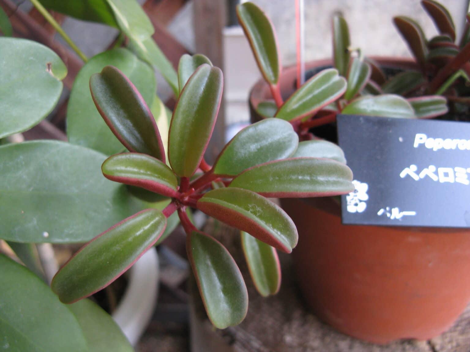 Peperomia Graveolens (Ruby Glow) Succulent Care | Full Guide ...