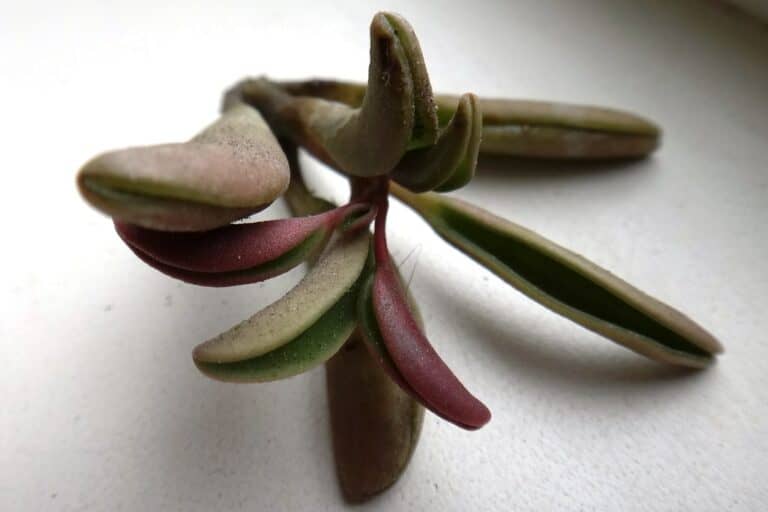 Peperomia Graveolens (Ruby Glow) Succulent Care | Full Guide ...
