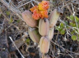 Getting Rid Of Aloe Mites | Physical And Chemical Methods | Succulent ...