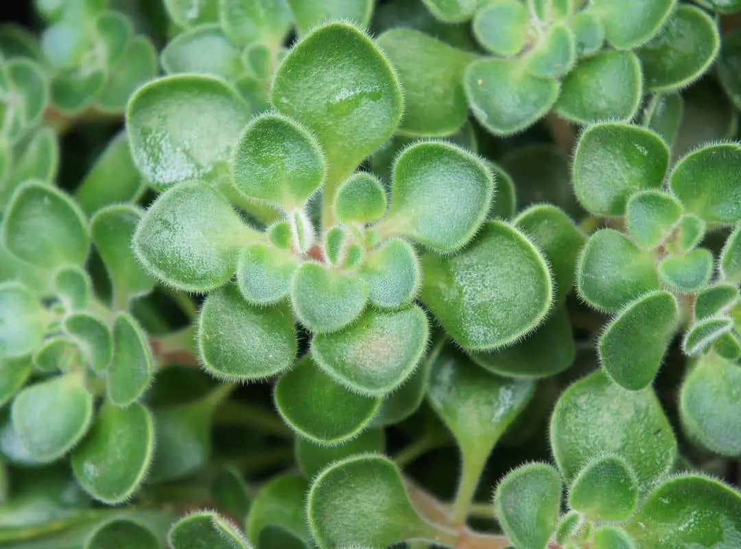 56 Super Cute Fuzzy Succulent | For Your Home Garden| Succulent Thrive