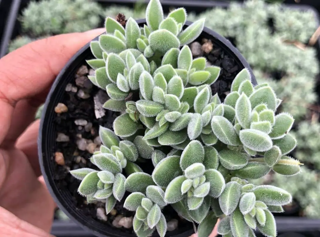 56 Super Cute Fuzzy Succulent | For Your Home Garden| Succulent Thrive