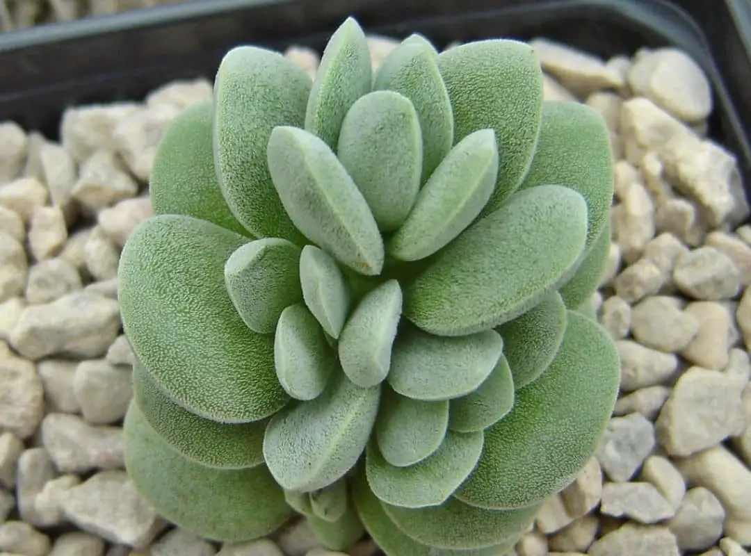 56 Super Cute Fuzzy Succulent | For Your Home Garden| Succulent Thrive