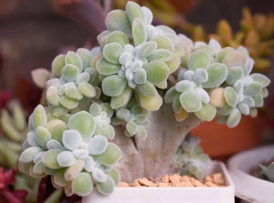 56 Super Cute Fuzzy Succulent | For Your Home Garden| Succulent Thrive