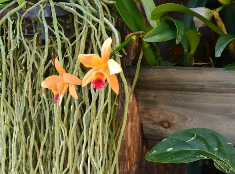 How To Spot Dead Orchid Roots At Once | 5 Gardeners Tips | Succulent Thrive
