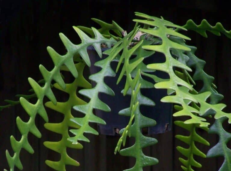 Ric Rac Cactus (Cryptocereus Anthonyanus)| Succulent Care Guide ...