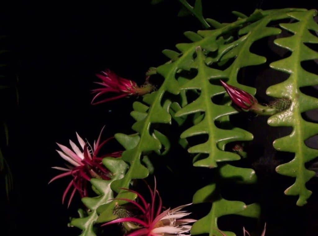 Ric Rac Cactus (Cryptocereus Anthonyanus)| Succulent Care Guide ...