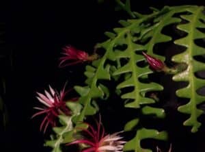 Ric Rac Cactus (Cryptocereus Anthonyanus)| Succulent Care Guide ...