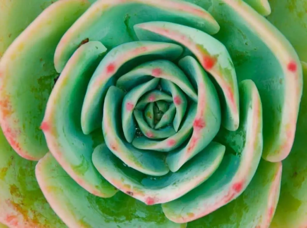 Rosette Succulents Care Guide | For Your Home Garden | Succulent Thrive