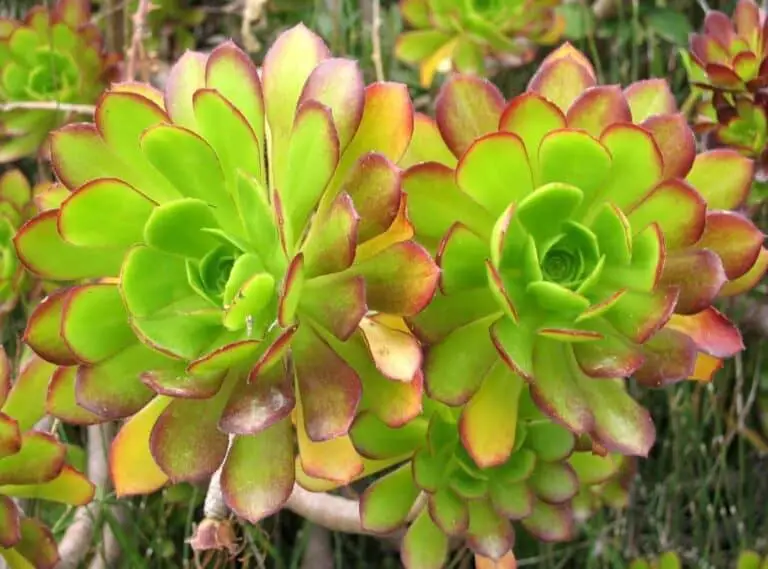 Rosette Succulents Care Guide | For Your Home Garden | Succulent Thrive