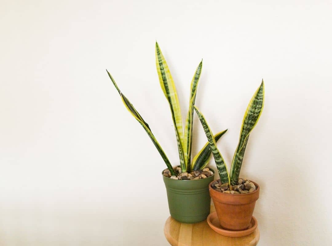 Do Snake Plant Purify Air?| 5 Amazing Facts You Should Know | Succulent ...