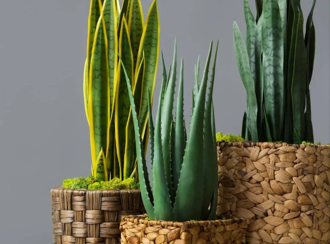 10 Important Facts You Need To Know About Snake Plant Leaves ...