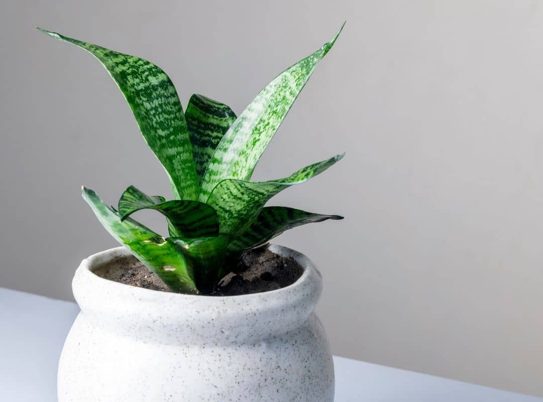 Indoor Snake Plants Care Guide| And 7 Interesting Placement Ideas ...