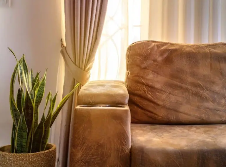 Indoor Snake Plants Care Guide| And 7 Interesting Placement Ideas ...