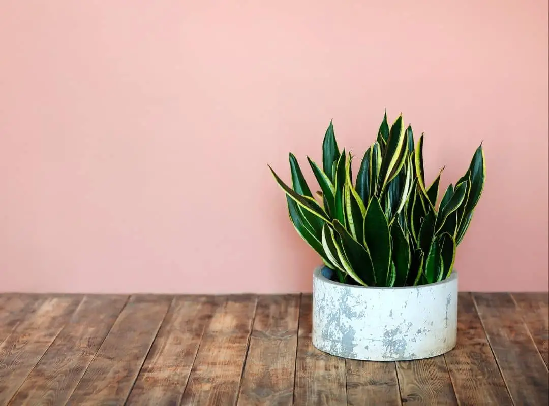 Indoor Snake Plants Care Guide| And 7 Interesting Placement Ideas ...