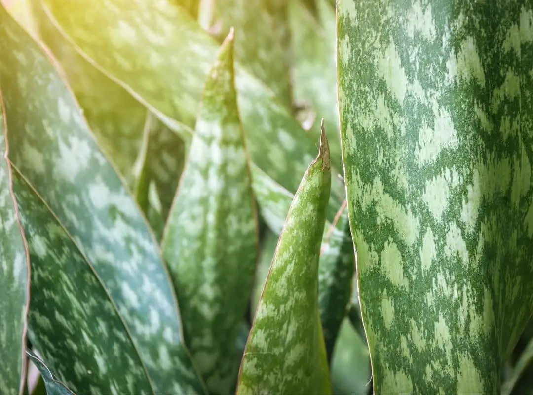 How Much Light For Snake Plants? 5 Direct Answers | Succulent Thrive