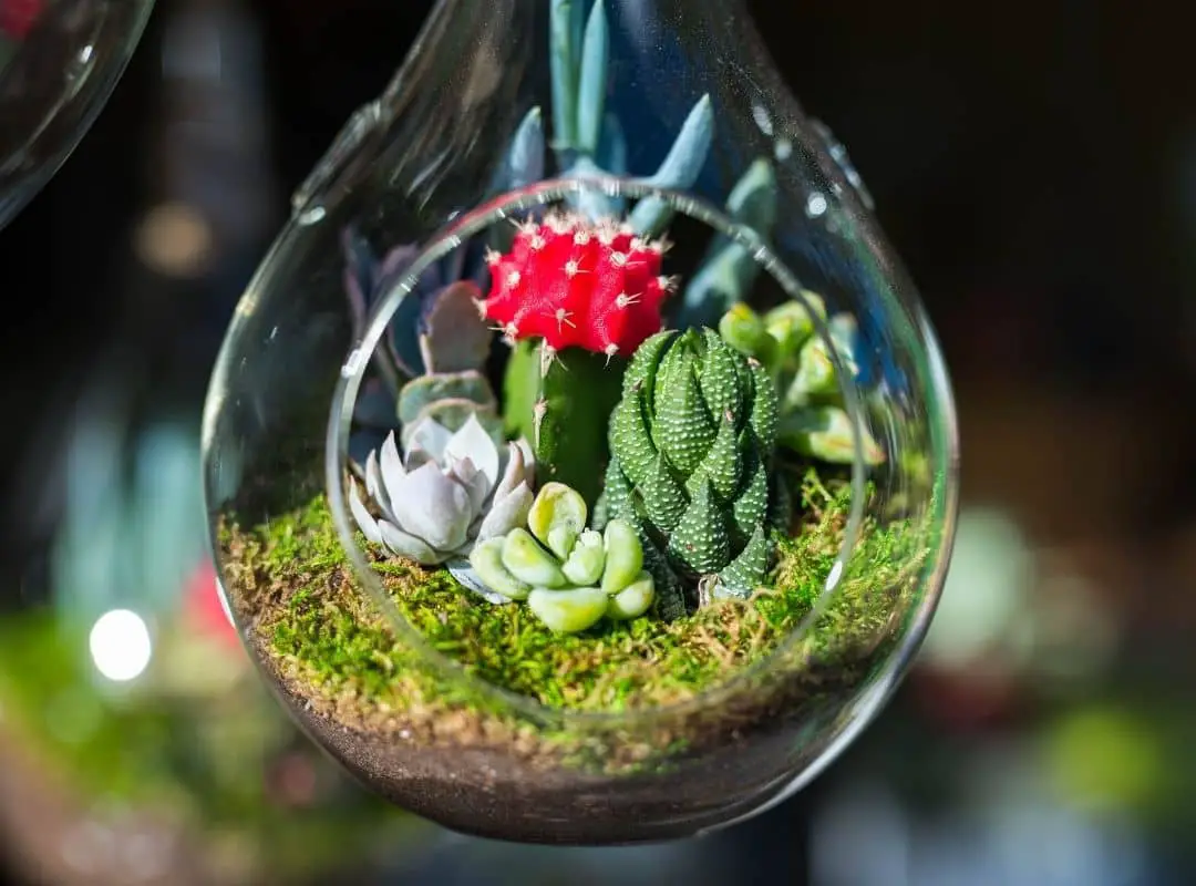 10 Beautiful Mini Succulents And How To Take Of Them | Succulent Thrive