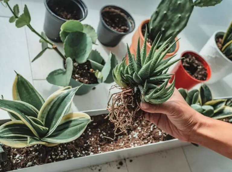 All About Snake Plant Roots And Its Problems | 7 Helpful Facts ...