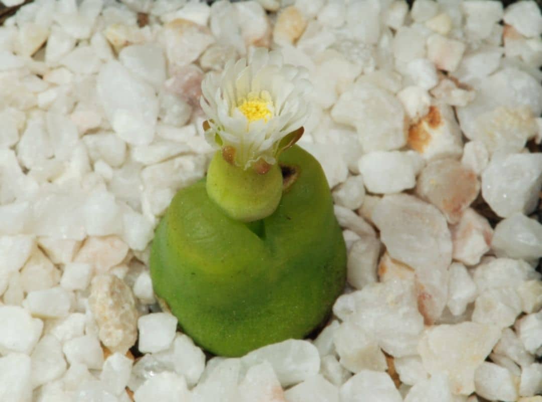 16 Care Secrets For Your Amazing Conophytum Maughanii Succulent ...