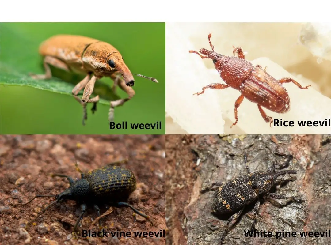 How Do I Get Rid Of Weevils In My Soil? | 9 Effective Ways | Succulent ...