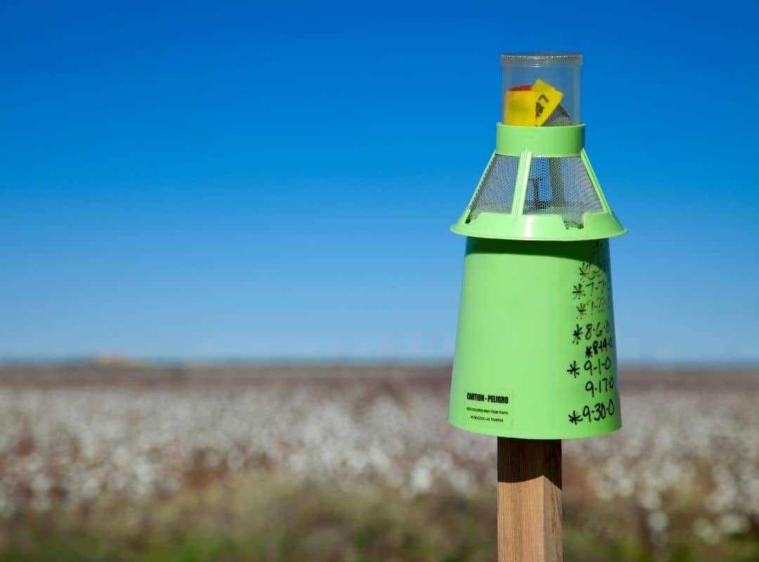 How Do I Get Rid Of Weevils In My Soil? | 9 Effective Ways | Succulent ...