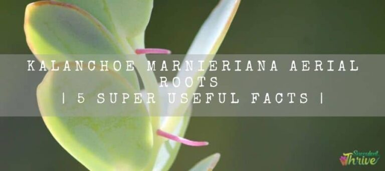 Kalanchoe Marnieriana Aerial Roots | 5 Super Useful Facts | Succulent ...