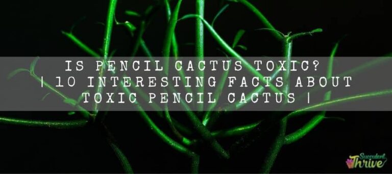 Is Pencil Cactus Toxic? | 10 Interesting Facts About Toxic Pencil ...