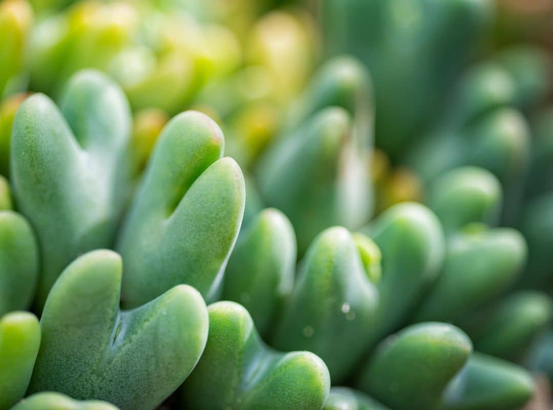 17 Conophytum Bilobum (living Pebble) Care Secrets For You | Succulent ...