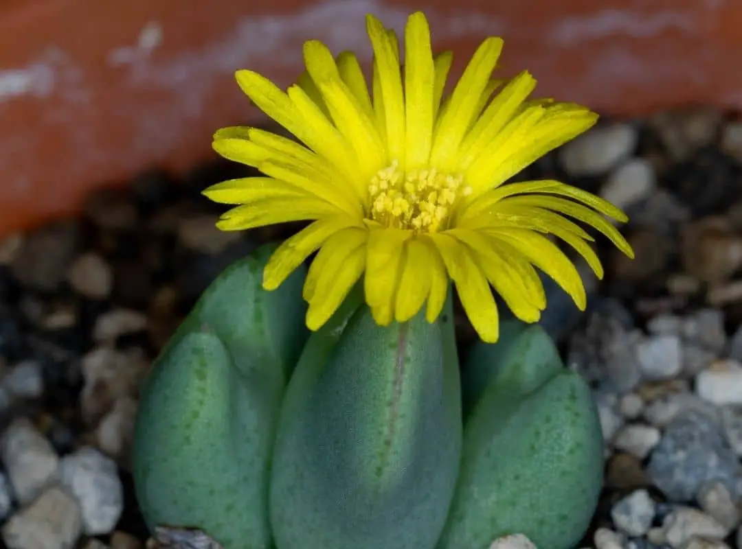 17 Conophytum Bilobum (living Pebble) Care Secrets For You | Succulent ...
