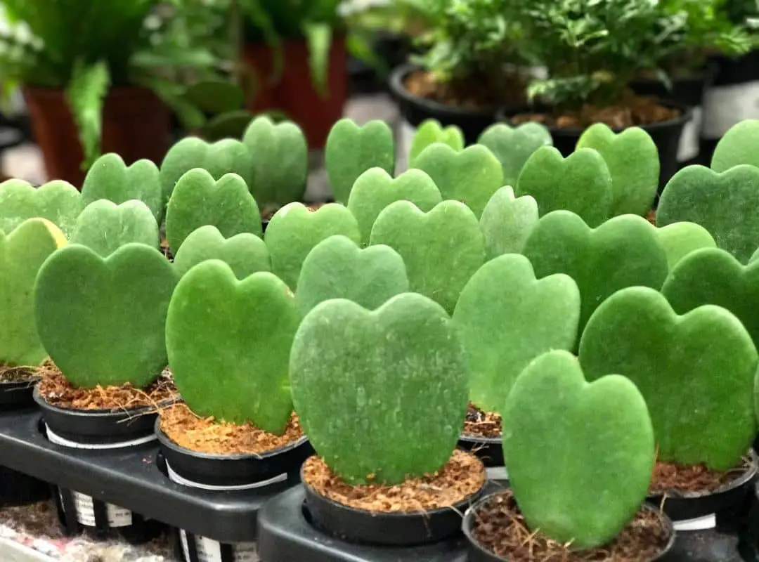 Succulent Heart (Hoya Kerrii) Full Care Guide | 17 Gardening Tips ...