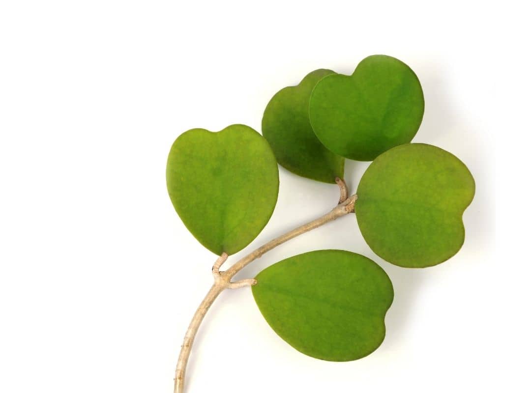 Succulent Heart (Hoya Kerrii) Full Care Guide | 17 Gardening Tips ...