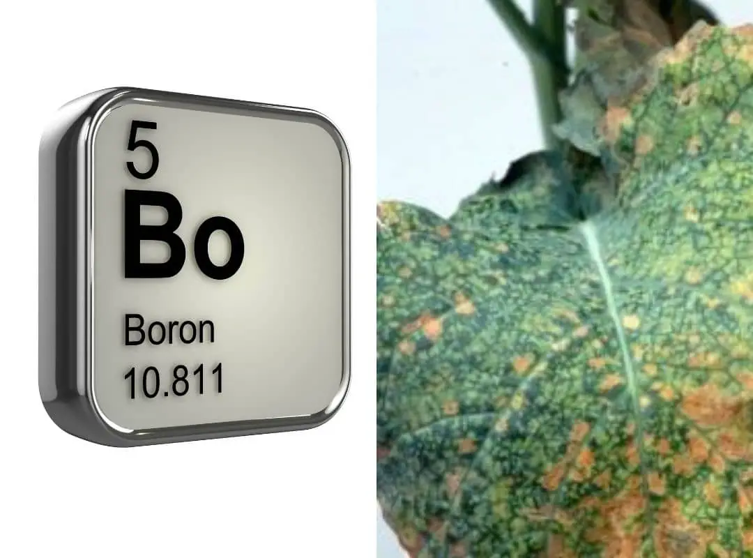 14 Nutrient Deficiency In Succulents | Very Important To Know ...