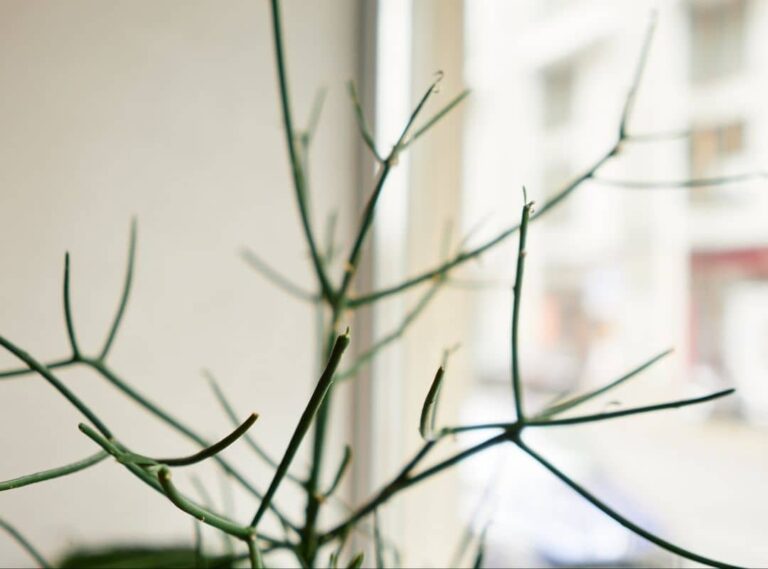 Is Pencil Cactus Toxic? | 10 Interesting Facts About Toxic Pencil ...