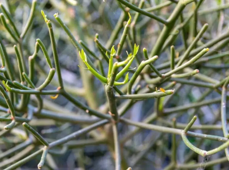 Is Pencil Cactus Toxic? | 10 Interesting Facts About Toxic Pencil ...