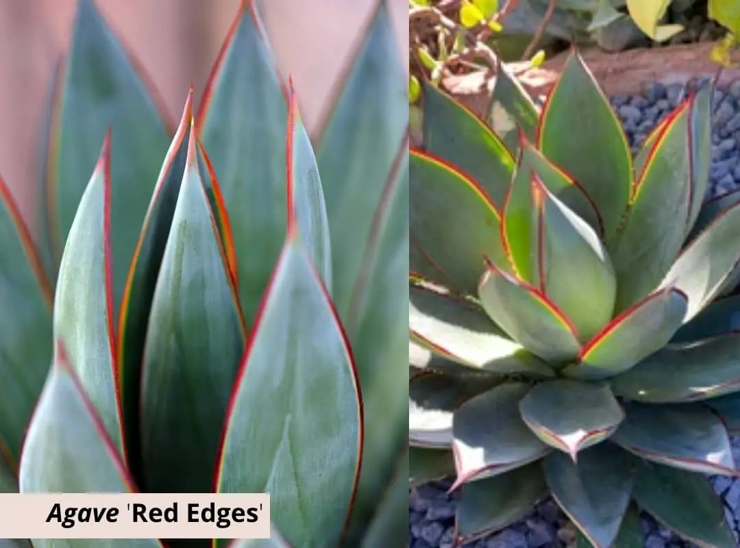 Red Succulents | 27 Unique Red Succulents For Your Garden | Succulent ...