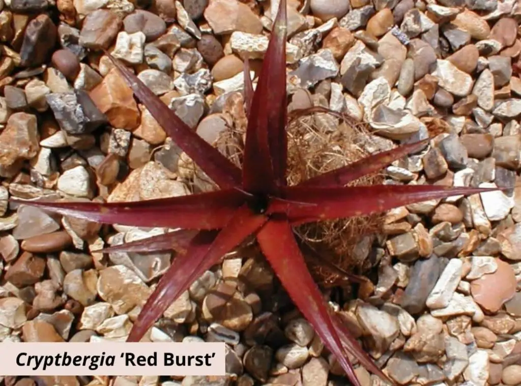 Red Succulents | 27 Unique Red Succulents For Your Garden | Succulent ...