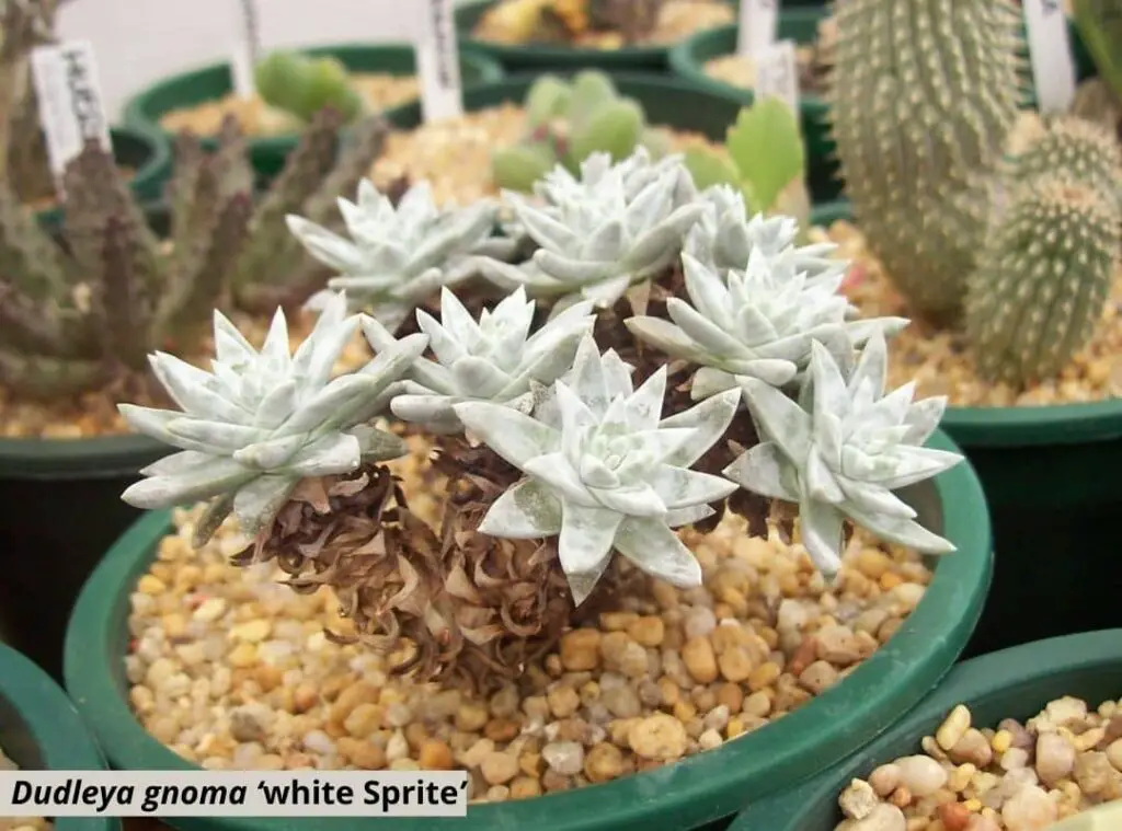 What Succulents Attract Hummingbirds? (11 Plants) | Succulent Thrive