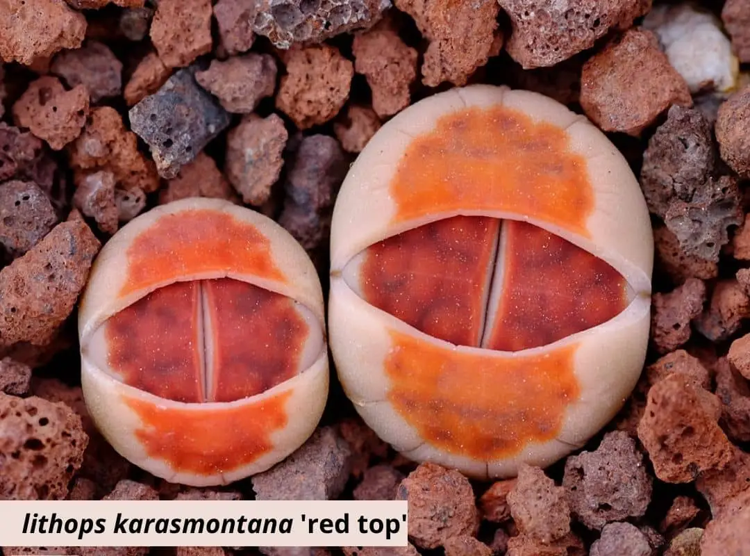 Red Succulents | 27 Unique Red Succulents For Your Garden | Succulent ...