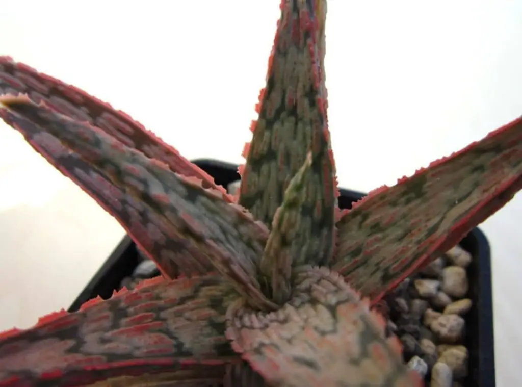 Aloe Pink Blush Care And Propagation| 15 Important Care Tips ...