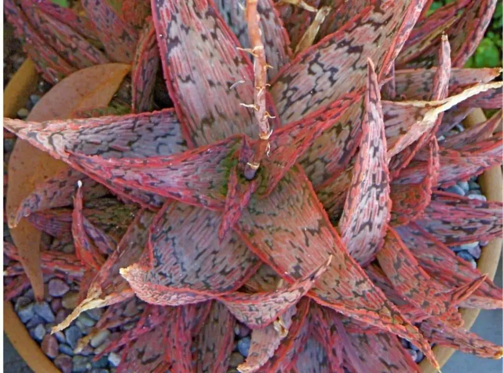 Aloe Pink Blush Care And Propagation| 15 Important Care Tips ...